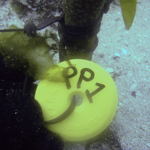 Survey Measurements